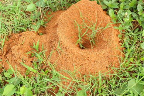 Fire Ant Mound