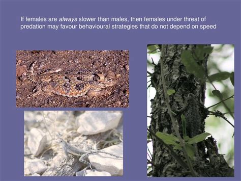 Effects Of Sex And Temperature On Locomotor Performance In Lizards Ppt Download