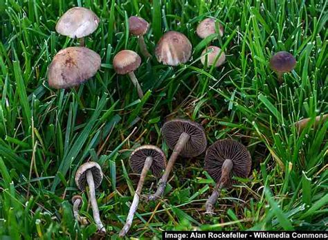 24 Types Of Brown Mushrooms With Pictures Identification Guide