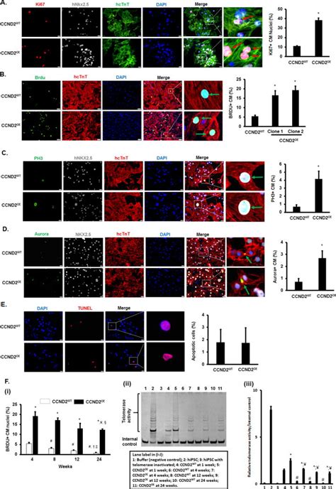 Ccnd2 Overexpression Enhances The Regenerative Potency Of Human Induced Pluripotent Stem Cell