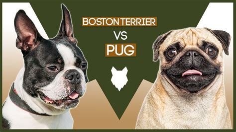 Boston Terriers Vs Pugs What Is The Difference