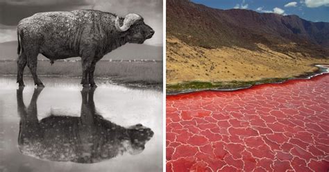 Lake Natron Deadly To Most Life