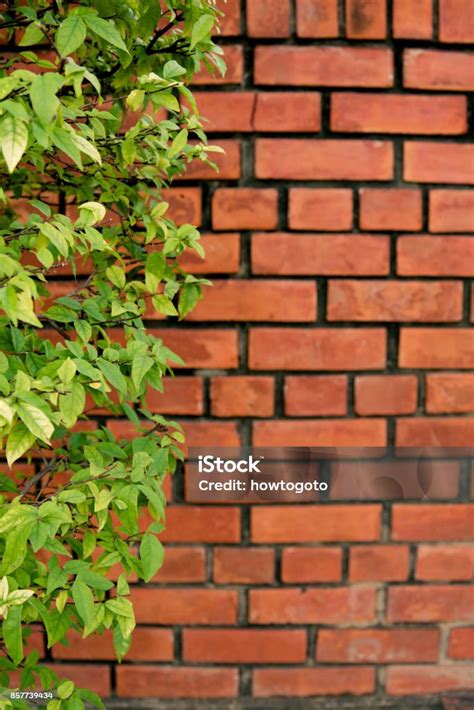 Dinding Bata Dan Semak Hijau Di Atas Beton Tanah Di Taman Dengan Sinar