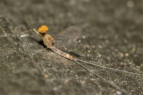 Premium Photo Mayflies