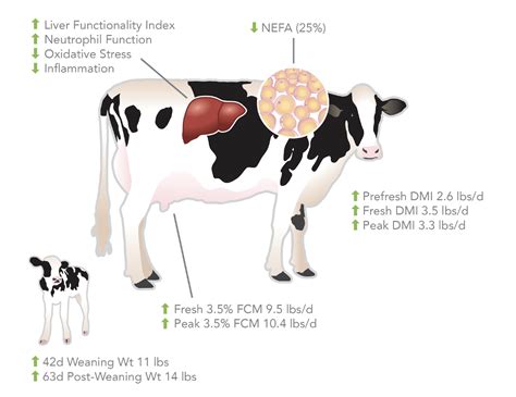 Mepron — Rp Nutrients