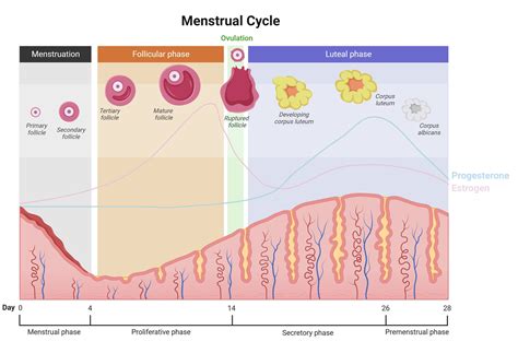 Ovarian Cycle Uterine Cycle Endometrial Hyperplasia Ultrasound