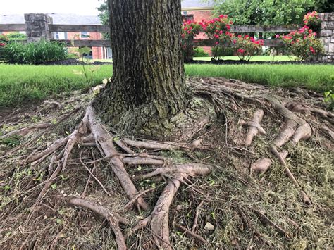 Tree Girdling Roots Buckeye Ecocare