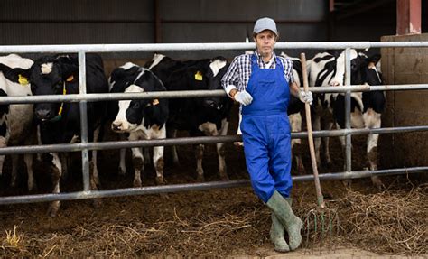 젖소 농장에서 열심히 일하는 동안 갈퀴로 서 있는 농장의 자신감 있는 중년 주인 45 49세에 대한 스톡 사진 및 기타 이미지 45 49세 가축 갈퀴 Istock