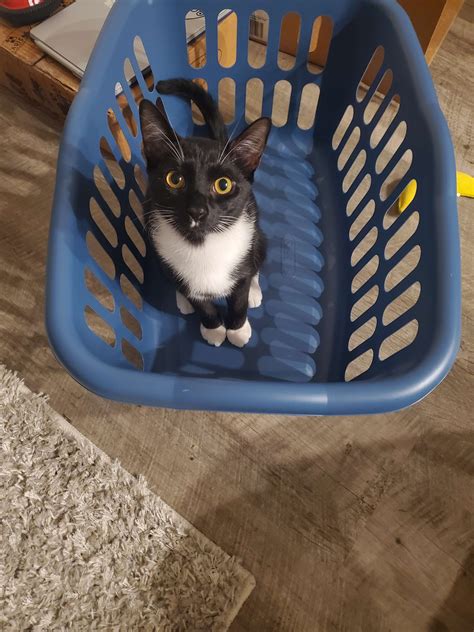 The Real Sir Pipi Vs The Sims Sir Pipi R Tuxedocats