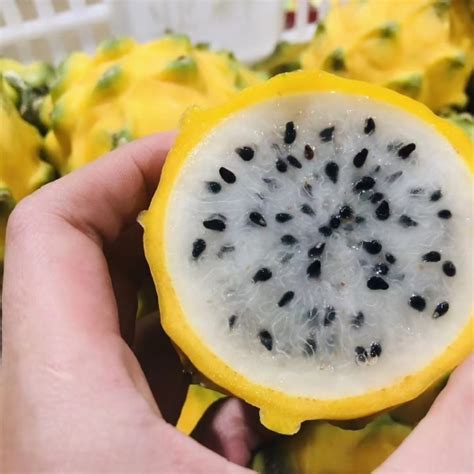 燕窝果和火龙果有什么区别？怎么吃？ 惠农网