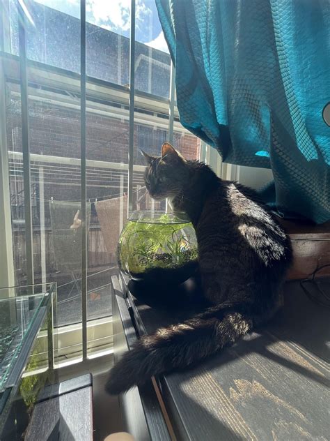 My 15 Year Old Model About To Drink From Her Preferred Vessel Rstandardissuecat