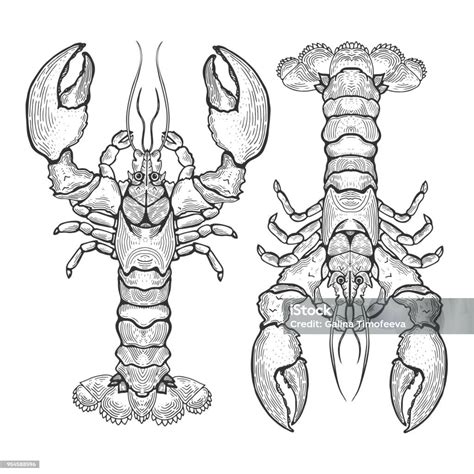 현실적인 랍스터와 함께 그려진된 빈티지 그래픽 그림을 손 해양 생물입니다 디자인 메뉴 조리법 장식 부엌 항목에 대 한 해산물