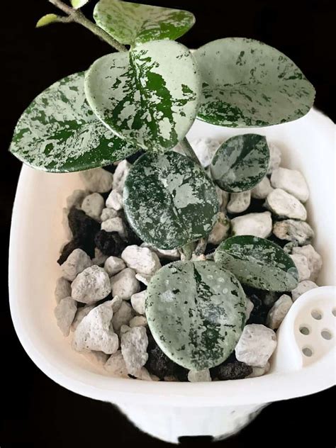 Hoya Mathilde Silver Chicago Hoyas