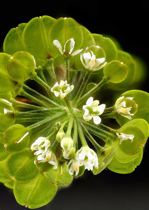 Peppergrass Native American Seed
