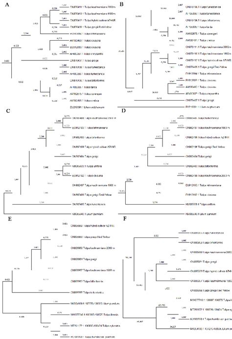Majority Rule Consensus Tree Of Its Ab Matk Cd And Ycf1b Ef Download Scientific