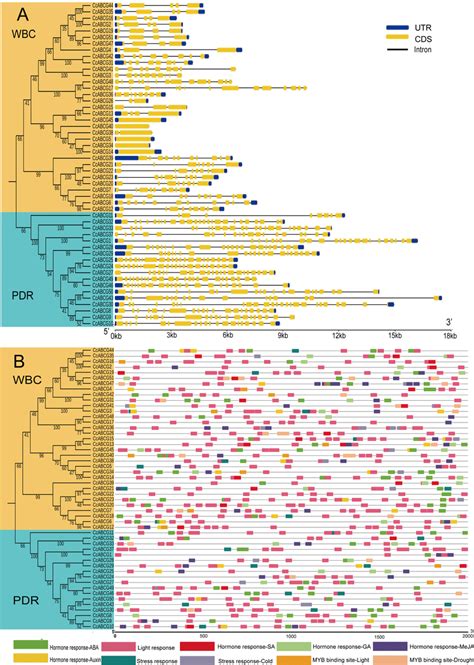 Gene Structure And Cis Elements Analysis Of Abcg Genes A Intron Exon Download Scientific