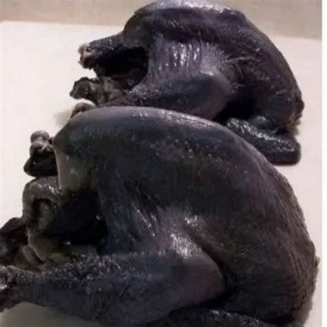 Kadaknath Chicken Black Kadaknath Chicken Wholesale Trader From New Delhi