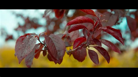 Bokeh Videos Download 911 Free 4k And Hd Stock Footage Clips Pixabay