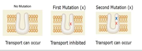 Genetics Chapter 19 Flashcards Quizlet