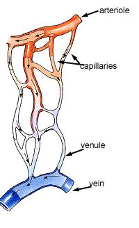 Circulatory System The Histology Guide