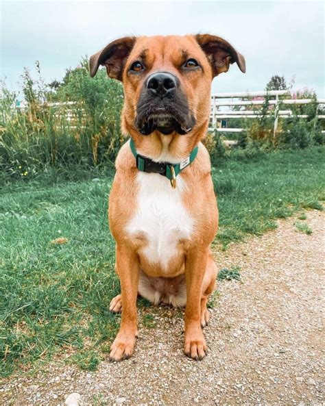 French Bulldog Mixes 38 Adorable Frenchie Crossbreeds