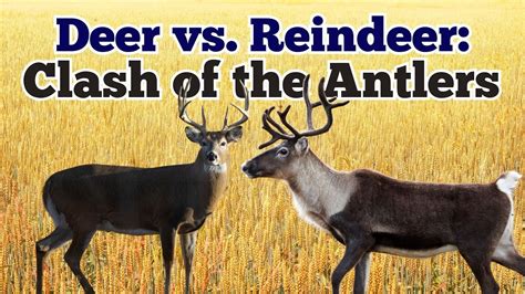 Deer Vs Reindeer Natures Antlered Icons Face Off Youtube
