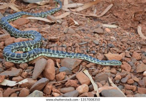 35 Imágenes Fotos De Stock Objetos En 3d Y Vectores Sobre Stimsons Python Shutterstock