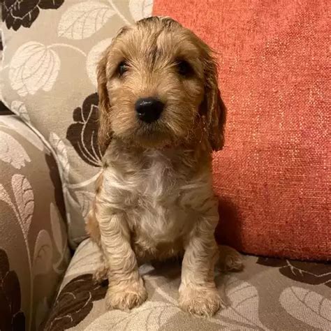 Cockapoo Puppies And Dogs For Sale In Manchester