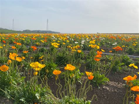 公式観光農園花ひろば いちご狩り ひまわり 松葉ボタンなどの花が楽しめる S 17637393