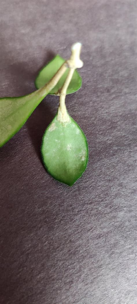 Leaf Nematodes Rnematology