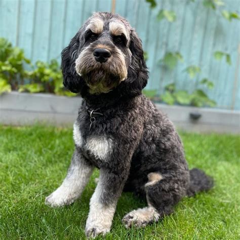 16 Majestic Cockapoo Coat Colors Explained With Pictures