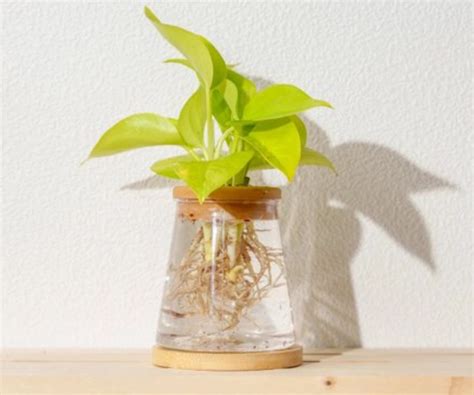 水培植物好處：為什麼室內水耕種植是現代人的理想選擇？
