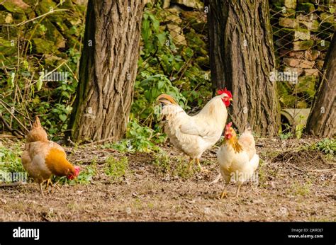 A Beautiful Young Rooster Classic White Color A Beautiful Young Rooster Classic White Color