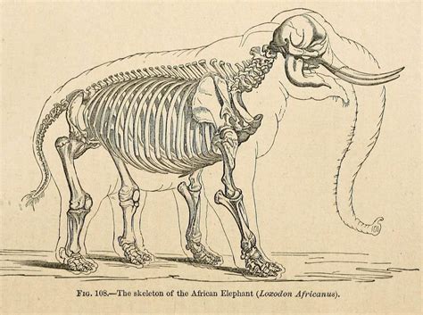 African Elephant Anatomy The Functional Anatomy Of Elephant Trunk