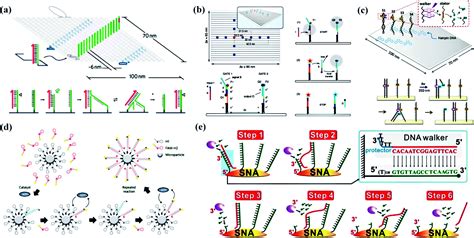 Dna Based Nanoscale Walking Devices And Their Applications Rsc