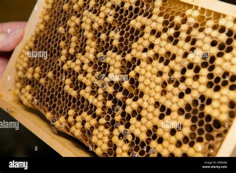 Honeycomb Cell Honeycomb Cells Hi Res Stock Photography And Images Alamy