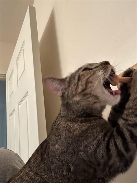 Weird Behavior Question Rcats