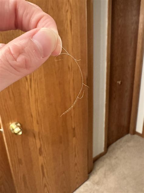 Split Ends