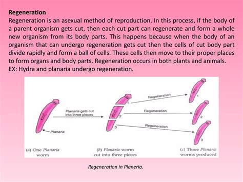Asexual Reproduction In Plants Pptx