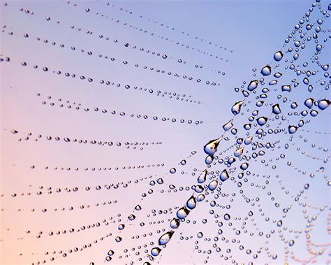 Water In Spider Web Pyrography By Svetoslav Radkov Fine Art America