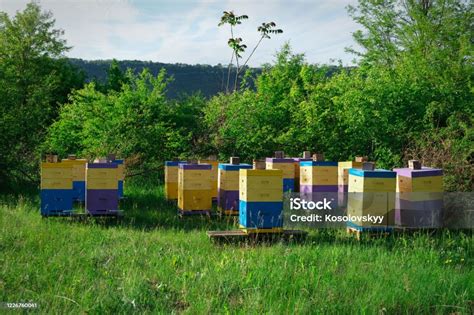 친환경 양봉장 생태적으로 깨끗한 꿀과 기타 양봉 제품을 얻을 수있는 양봉장 폴리 우레탄 두드러기의 장점 최고 보기 0명에 대한 스톡 사진 및 기타 이미지 Istock