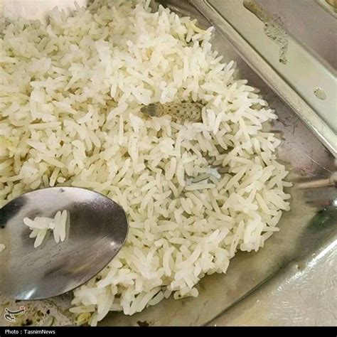 ماجرای مارمولک در غذای سلف دانشجویی کاشان چه بود؟ تسنیم