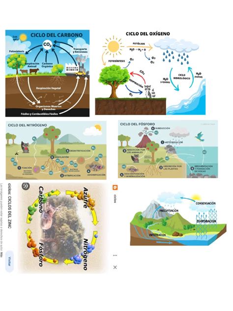 Ciclos Biogeoquimicos Pdf