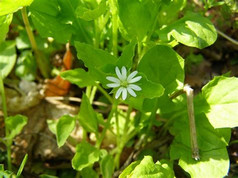 オオハコベ 函館山に咲く 野の花