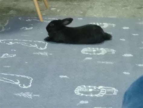 Noise Detection System Activating R Rabbits