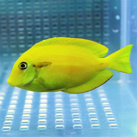 楽天市場モンツキハギ イエロー 5 8cm 海水魚 ハギ 餌付け15時までのご注文で当日発送PHセール対象ハギアクアギフト楽天市場店