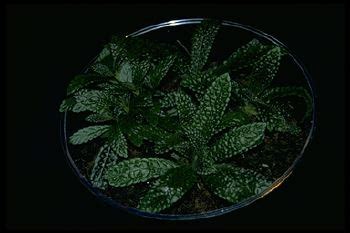 Nautilocalyx Pemphidius