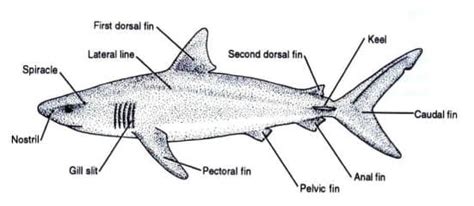 Cartilaginous Fish Vs Bony Fish Main Differences Ocean Info