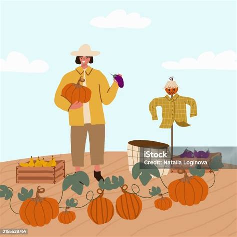 일하는 농부 농작물을 수확하는 농업 노동자 한 여성 농부가 호박 수확물을 상자에 담아 모으고 있다 호박 수확 농장 생활 야채 가든에 대한 스톡 벡터 아트 및 기타 이미지