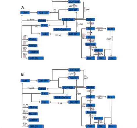 Analysis Of The Galactose Metabolism Pathway During Dormancy Release In